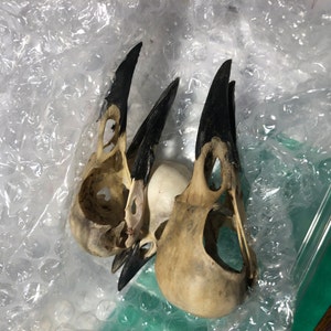 Crow Skull Real Natural Corvus Carone Raven Corvid Taxidermy Gothic ...
