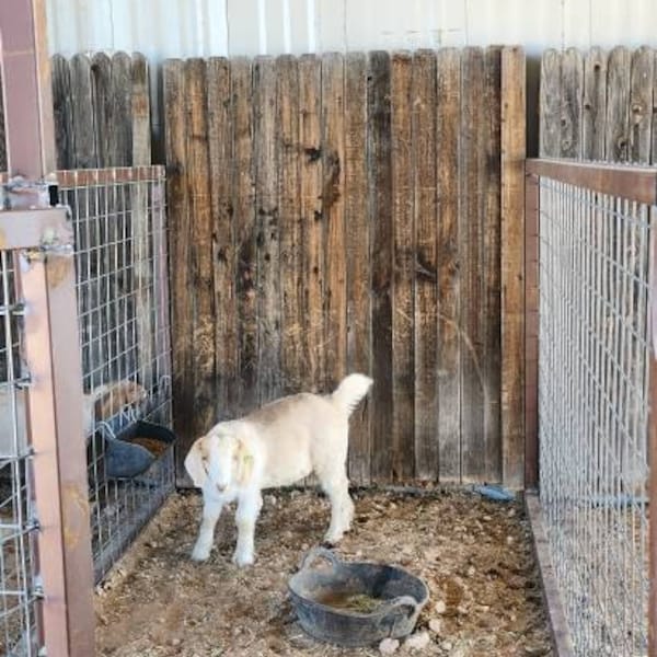 Show Goat Pen Sign, Wood Livestock Show Sign With 3D Raised Letters ...