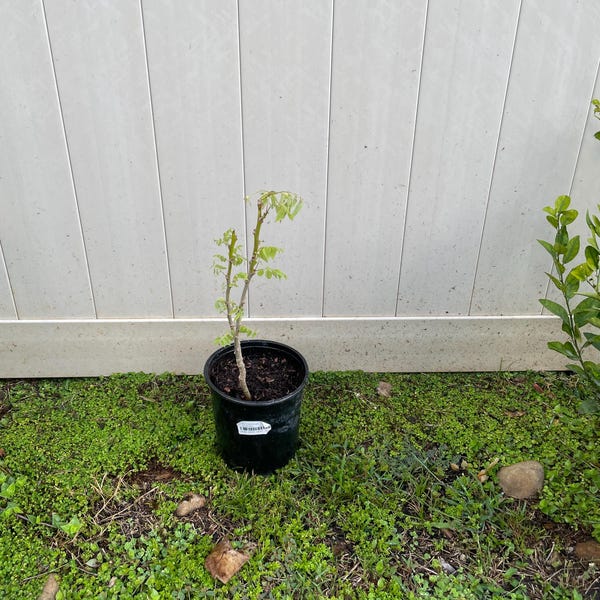 Lemon Guava Tree psidium Littorale 12 in Tall in 4 in Pot - Etsy