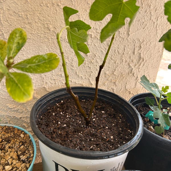 5 Verdone Strawberry Fig Stem Cuttings Green Outside Red Inside SC ...