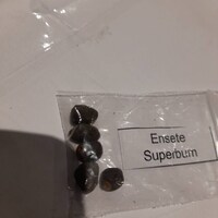 Pinus Roxburghii Chir Pine Pinus Longifolia 5 Seeds - Etsy Canada