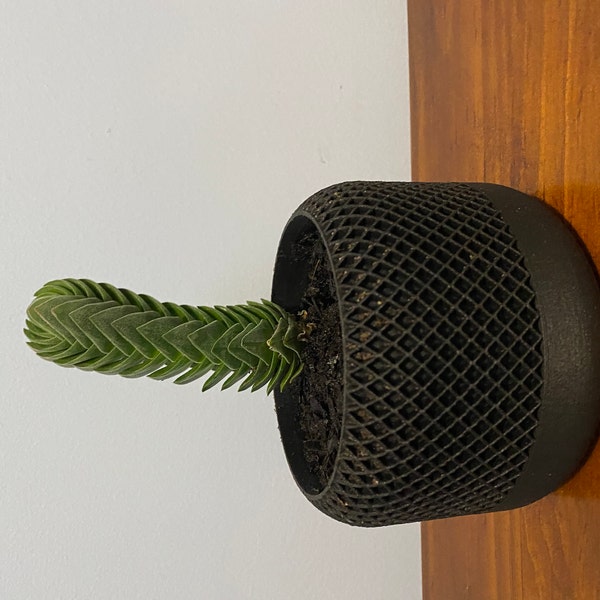 Black Indoor Planter Wood - APPLE - Minimalist & Scandinavian Decor ...