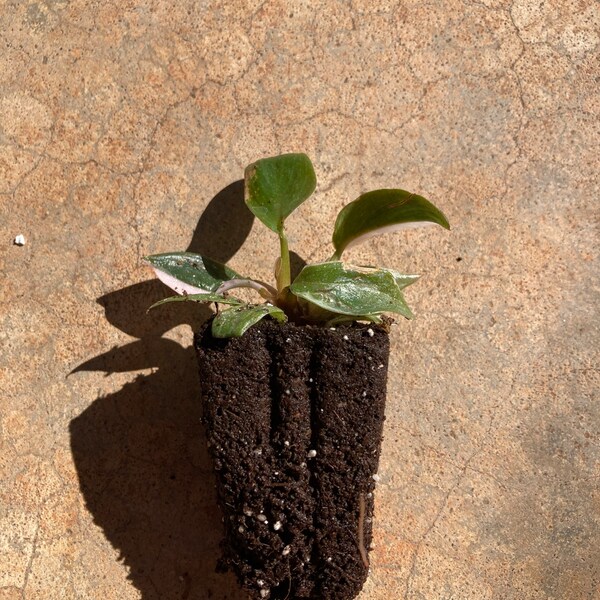 Pink Princess Philodendron TC Starter Plant (all Starter Plants Require ...