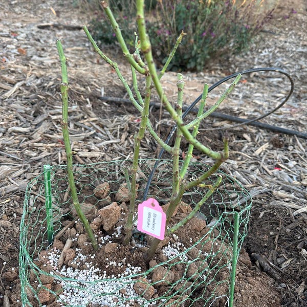 Rose romantic Antike 浪漫古董strong Fragrance Live Shrub Plant Ownroot, 1 ...