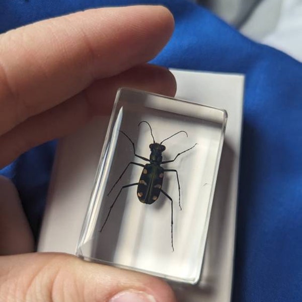 Real Giant Asian Water Bug in Clear Lucite Resin 109mm Preserved ...