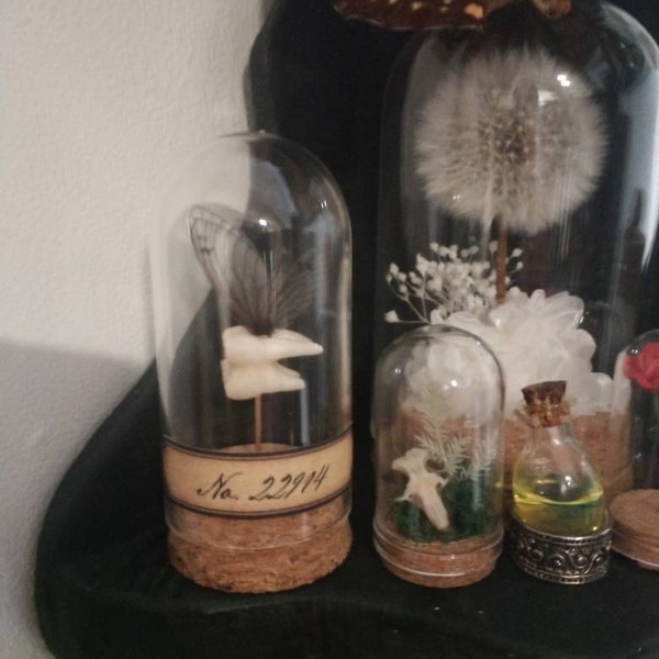 Specimen No 22914 • the Tooth Fairy Mini Display | Dentist | Dental ...