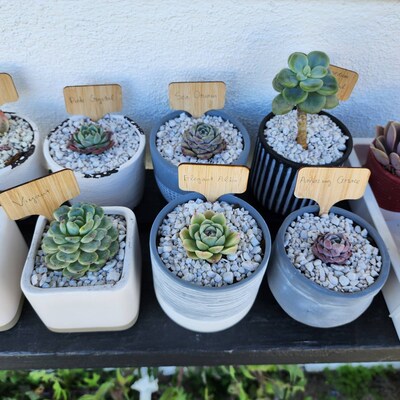 Exact Plant US Seller Monstera Deliciosa Mint Albo Variegated Fully ...