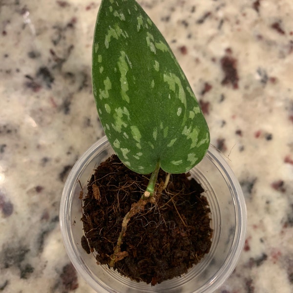 RARE Scindapsus Tricolor Mature 3-leaf *US Seller* - Etsy