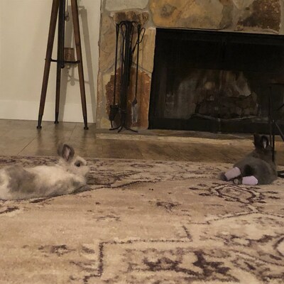 Digital Download Plans for Luxury Bunny Cubby Free Roam Bunnies Cat ...