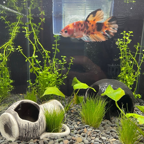 Small Fish Hide MADE TO ORDER - Betta Fish Cave - Small Aquarium Decor ...