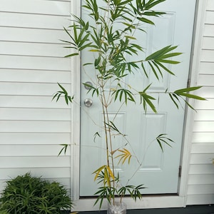 Asian Lemon Yellow Bamboo Clumping Variety NON-INVASIVE Bambusa ...