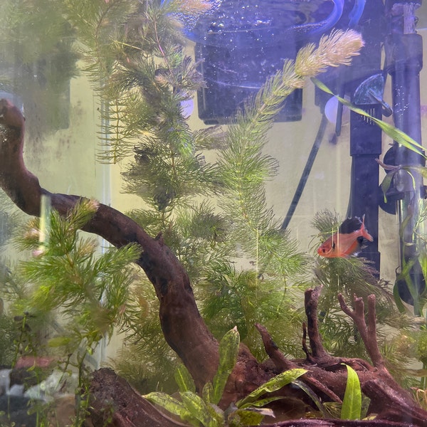 BUY 2 GET 1 FREE Hornwort-coontail (ceratophyllum Demersum)-easy Live ...