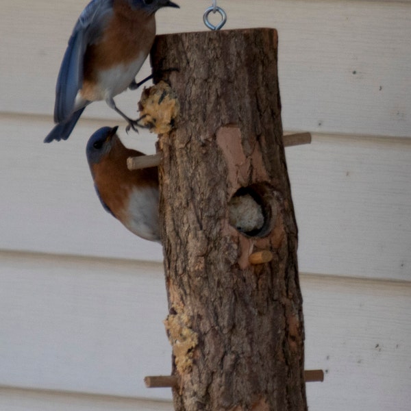 Gilwood Slot Box Bluebird House - Etsy