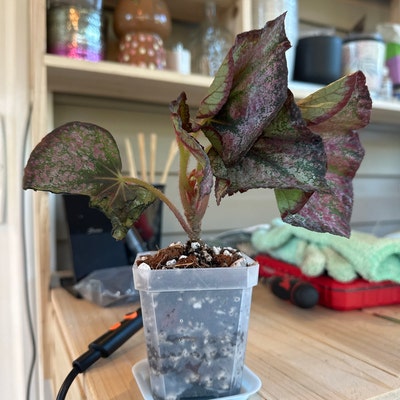 Harmonys Royal Majesty Begonia Starter Plant ALL STARTER PLANTS Require ...