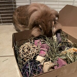 Winter Solstice Foraging Box, Small Pet Gift for Rabbits, Guinea Pigs ...
