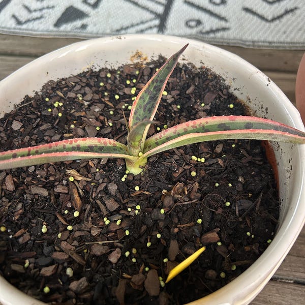 Aloe Hybrid: Raspberry Ruffles Plant 6" to 8" Wide Easy to Grow ...