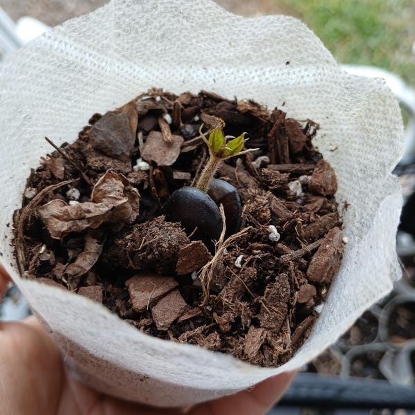 Varied Lot of 5/10/20/50 Red Ti Plant Cordyline Terminclis Cuttings ...