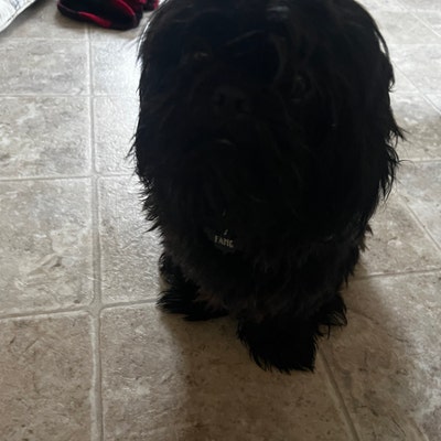 Personalized LED Dog Tag Light up Dog Tag Color Changing Stocking ...