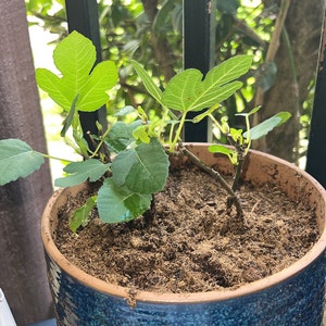 Fignomenal Fig Tree Dwarf Fig Tree Ficus Carica Live Tree Plant Dwarf ...