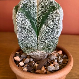 Mammillaria Herrerae Golf's Ball Cactus Golf Ball. - Etsy