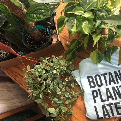Botany Plants Lately Shirt, Plant Shirt, Gift for Plant Lovers ...