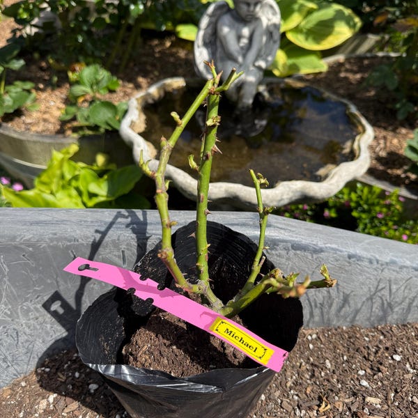 Rare Rosa【fancy Ruffle|ファンシー ラッフル 】-1gal+ Wave Bloom| Ownroot ...