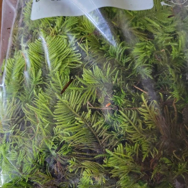 10 Barnacles, Planter Without Plants Shell, Natural Coral, Sea Shell ...