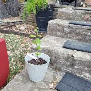 Bloodgood Japanese Maple 18/24 in an ABP Container | Etsy