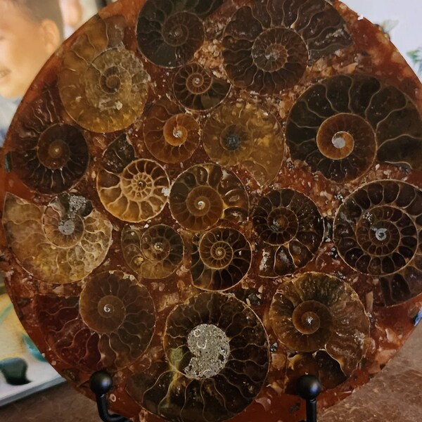 100G+ Natural Ammonite Fossil Shell Plate Disk +free Stand，conch，home ...