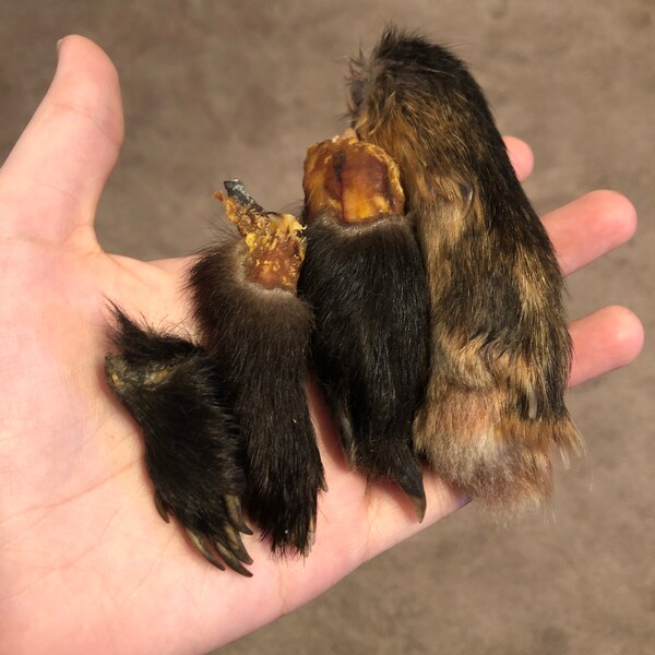 Real Dry- Preserved Skunk Foot - Etsy
