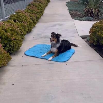 Travel Mat for a Dog, Outdoor Dog Mat, Roll up Dog Mat, Personalized ...