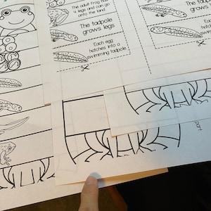 Life Cycle of an Apple Tree Foldable Activity for Kids Printable A4 and ...