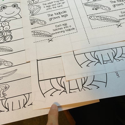 Life Cycle of a Watermelon Plant Foldable Kids' Craft A4 and 11x8.5 ...