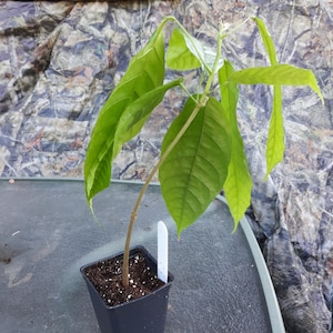 FORASTERO Theobroma Cacao Cocoa Chocolate Fruit Tropical Tree Potted ...