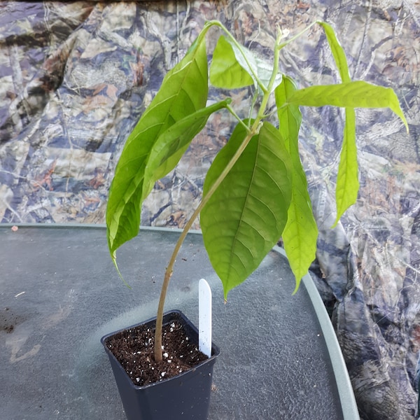 FORASTERO Theobroma Cacao Cocoa Chocolate Fruit Tropical Tree Potted ...