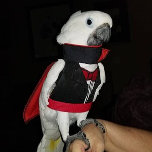 Red Feather Protector for Plucking Parrots/birds Bespoke Babesinthehood ...