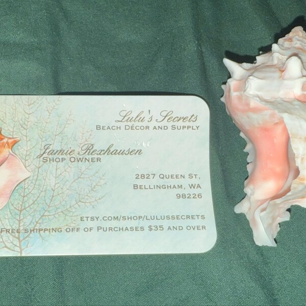 Astraea Calcar Shells, Spurred Turban Shells (1/2 -1") | 10 Pieces - Etsy