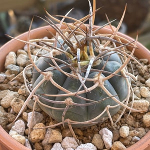 Stapelia Rufa - Etsy