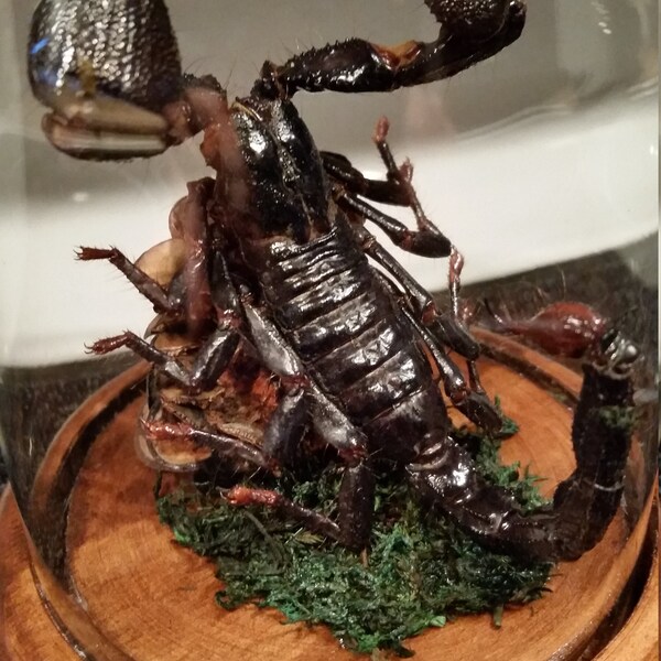 Scorpion in a Small Dome Wall Decor Real Taxidermy Wall Art Home ...