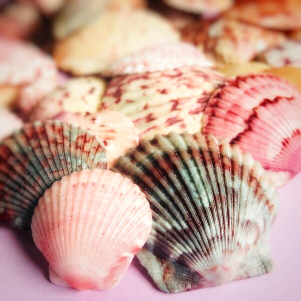 25+ Scallop Sea Shells, Florida Scallops, Sanibel Scallop Shells ...