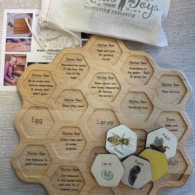 Honey Bee Puzzle Honeycomb Bee Life Cycle Honey Bee Learning Kit Types ...
