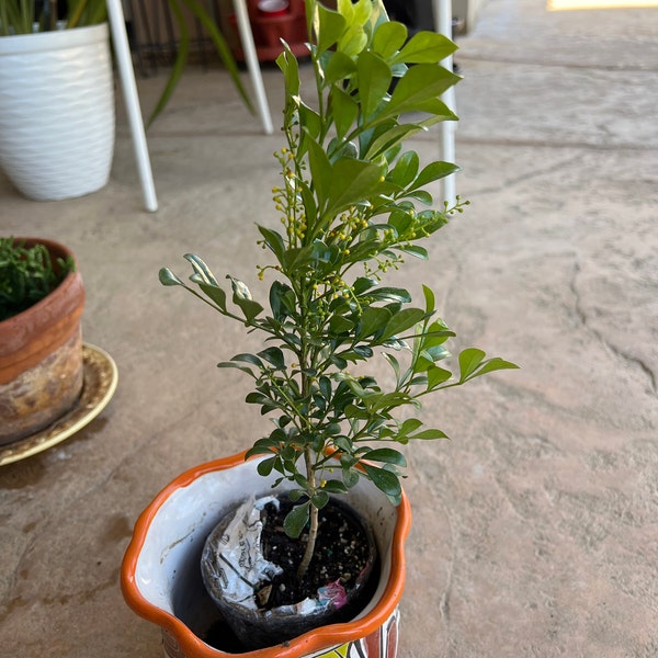 Chinese Perfume Tree, Chinese Rice Flower, in 4" or 6" Pot Aglaia ...