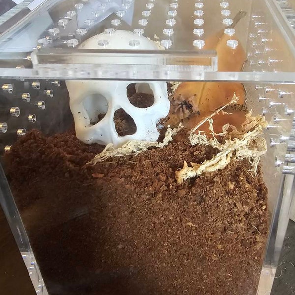 4x4x6" Tarantula & Insect Cage - Complete Fossorial / Arboreal Kit ...
