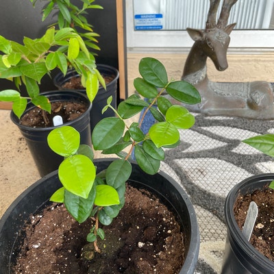 Pitangatuba Star Cherry Eugenia Selloi Neonitida Fruit Tree Seedling ...