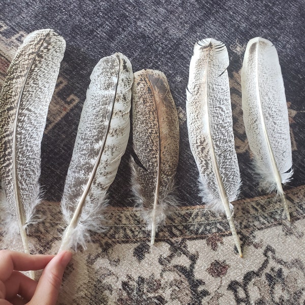 Turkey Feathers, 30 Pcs. Small Feathers,tail Feathers,fly Tying ...