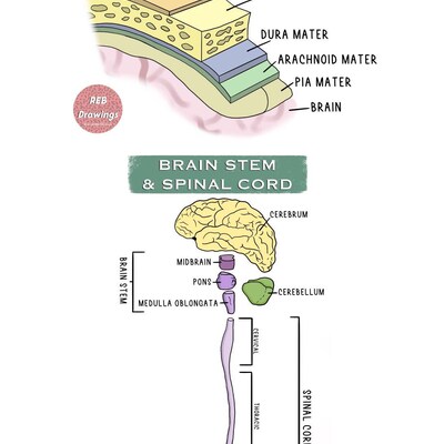 ANATOMY INTRO BUNDLE Intro to Anatomy Notes for Beginners, Skeletal ...