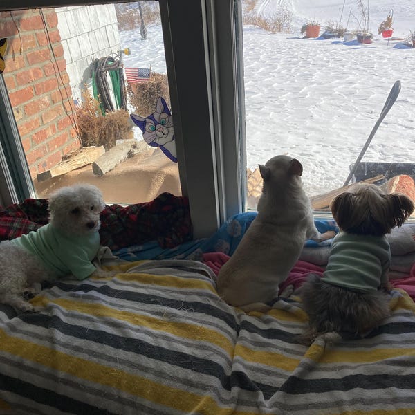 Knitted Muffler, S,L, Dog Cape, Pet Neckwear, Dog Neck Warmer, Pet ...