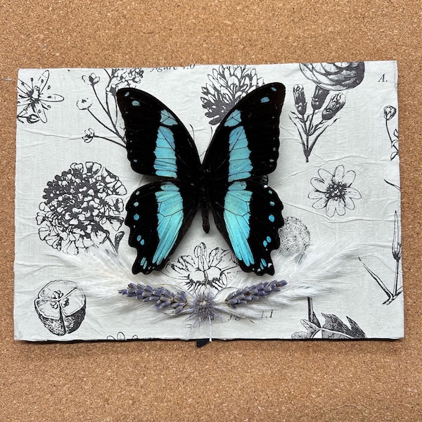 Papilio Bromius ONE Real Butterfly Blue Africa - Etsy