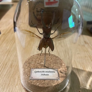 Naturalized Butterfly Under Glass Globe Entomology Cabinet of - Etsy