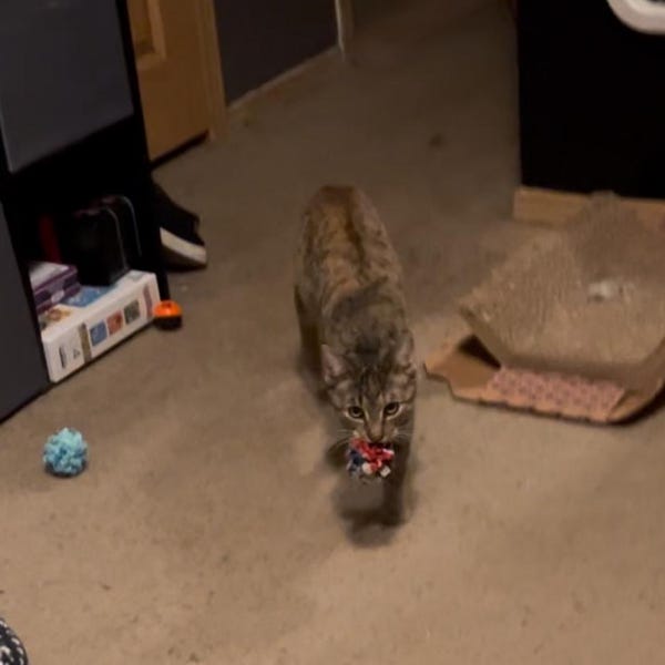 New York Giants Themed 8 Inch Cat Kickers Cat Toy Made With or Without ...